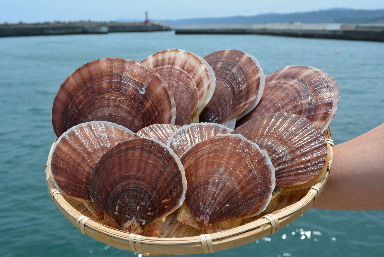hotate_01_DSC_0721-3 | soto lover - ソトラバ