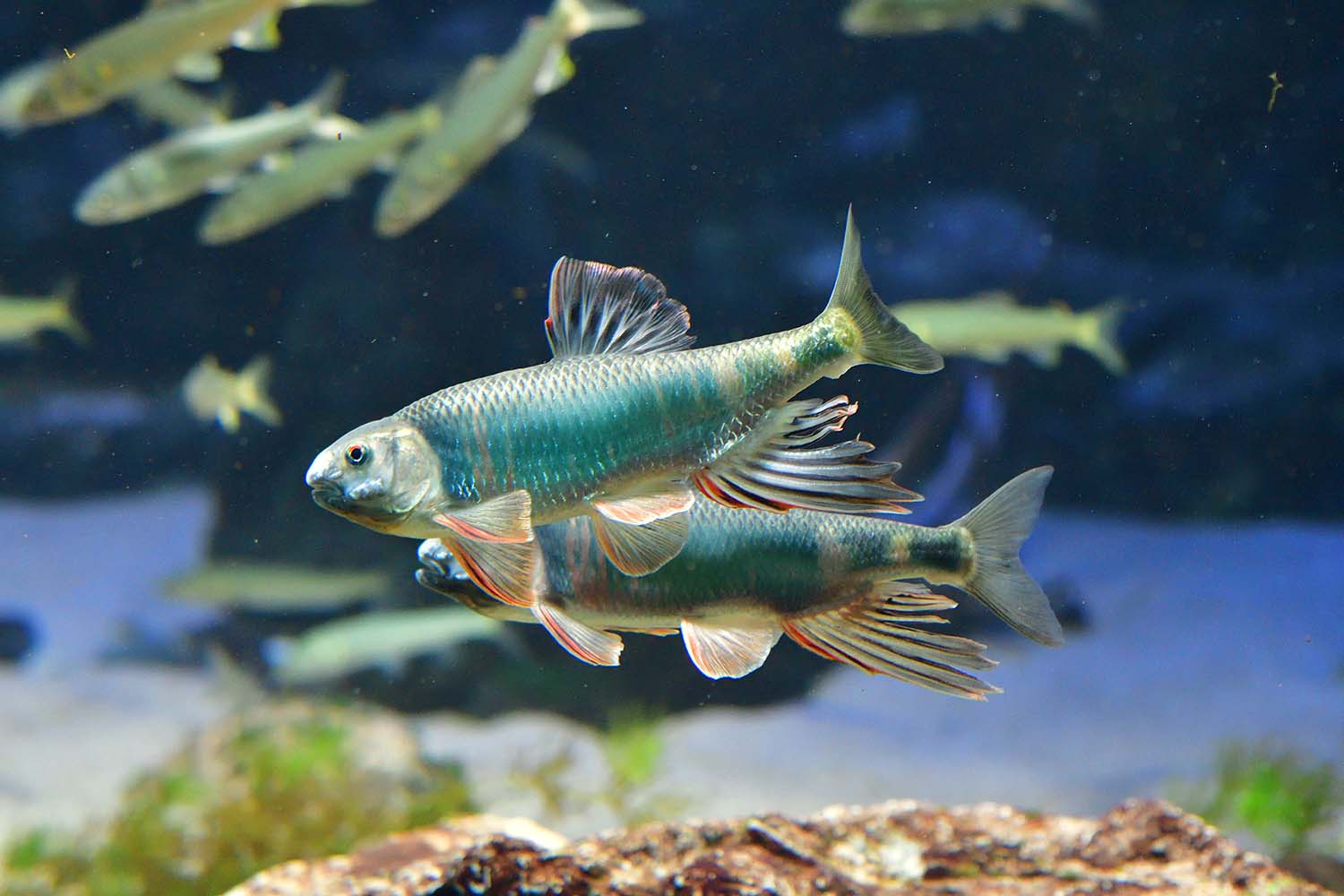 koshou_04 | soto lover - ソトラバ