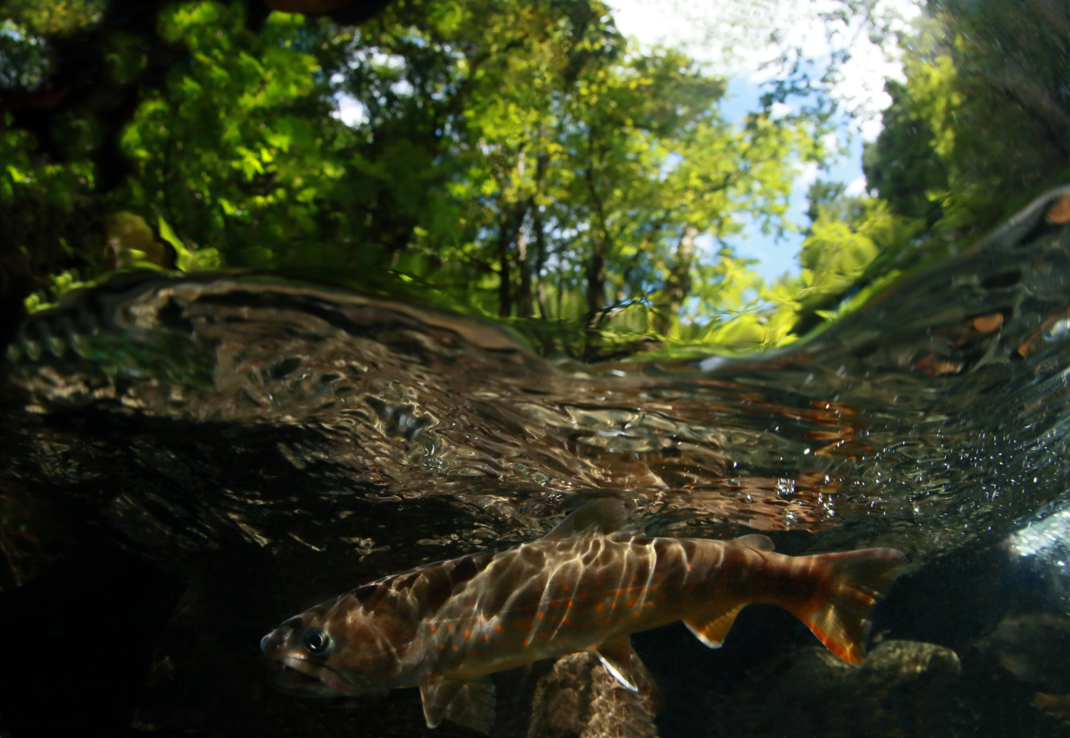 newport_fish_02_fisheye | soto lover - ソトラバ