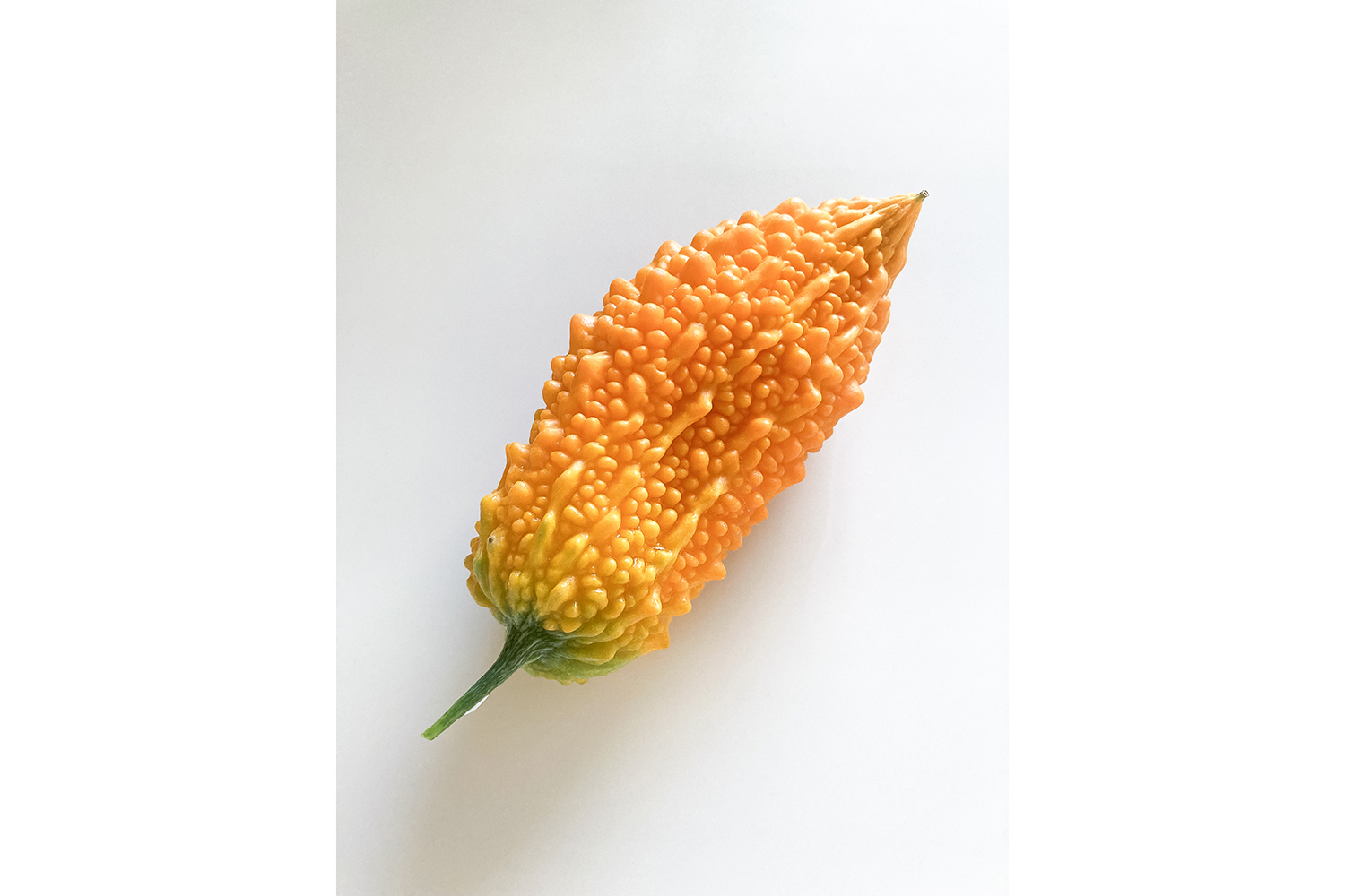 「変色期」こそチャンス！ 緑じゃない「ゴーヤ」の「見た目」と「味」が衝撃すぎる | soto lover - ソトラバ