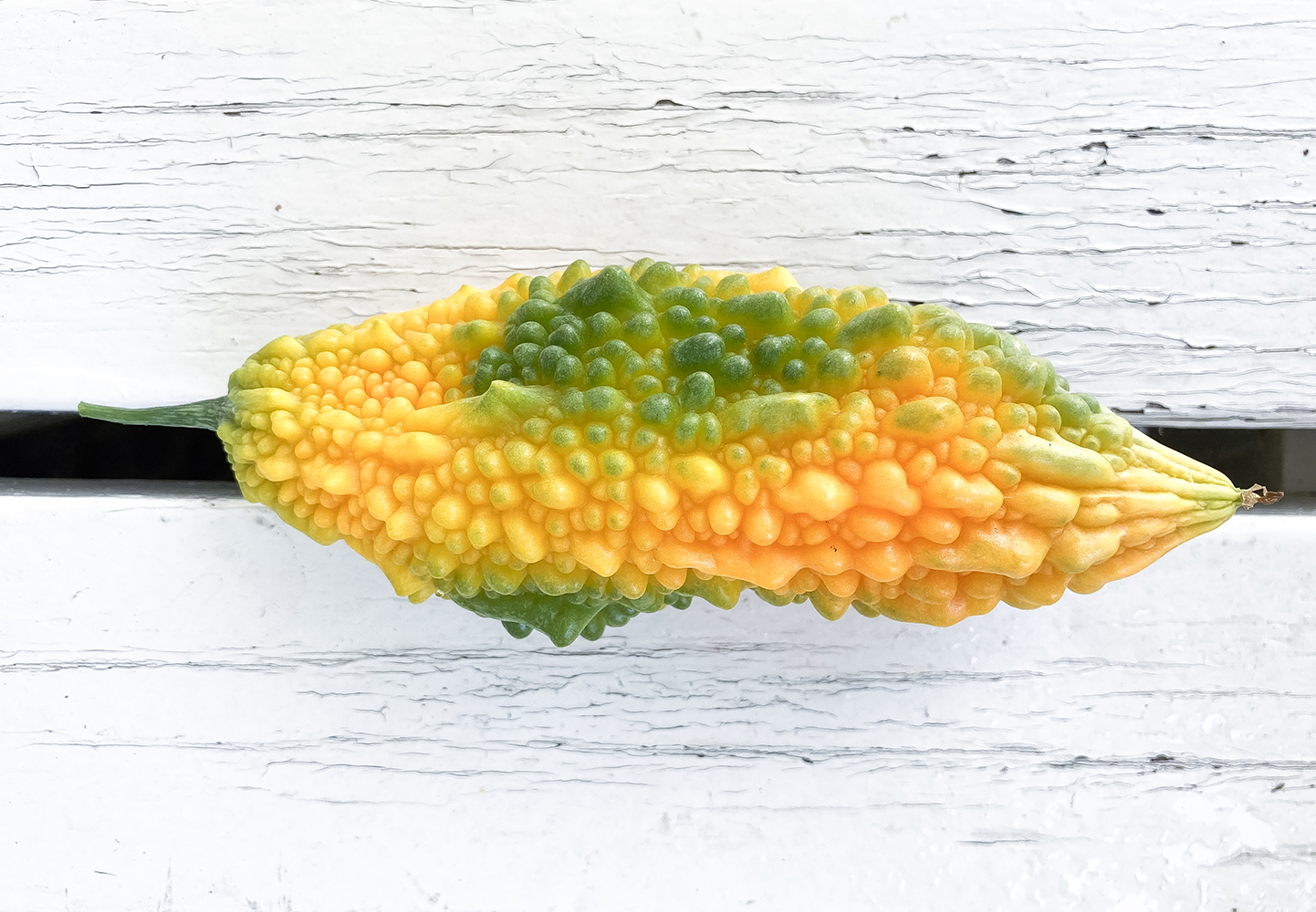 「変色期」こそチャンス！ 緑じゃない「ゴーヤ」の「見た目」と「味」が衝撃すぎる | soto lover - ソトラバ