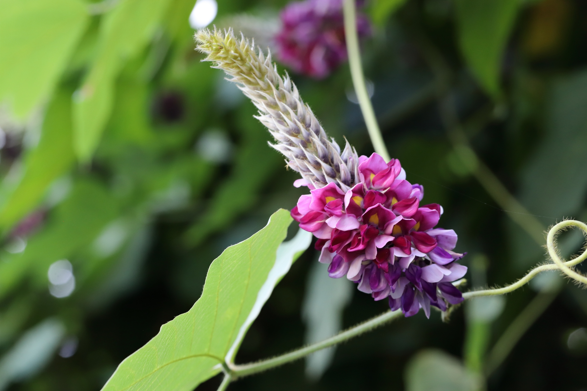 | soto lover - ソトラバ