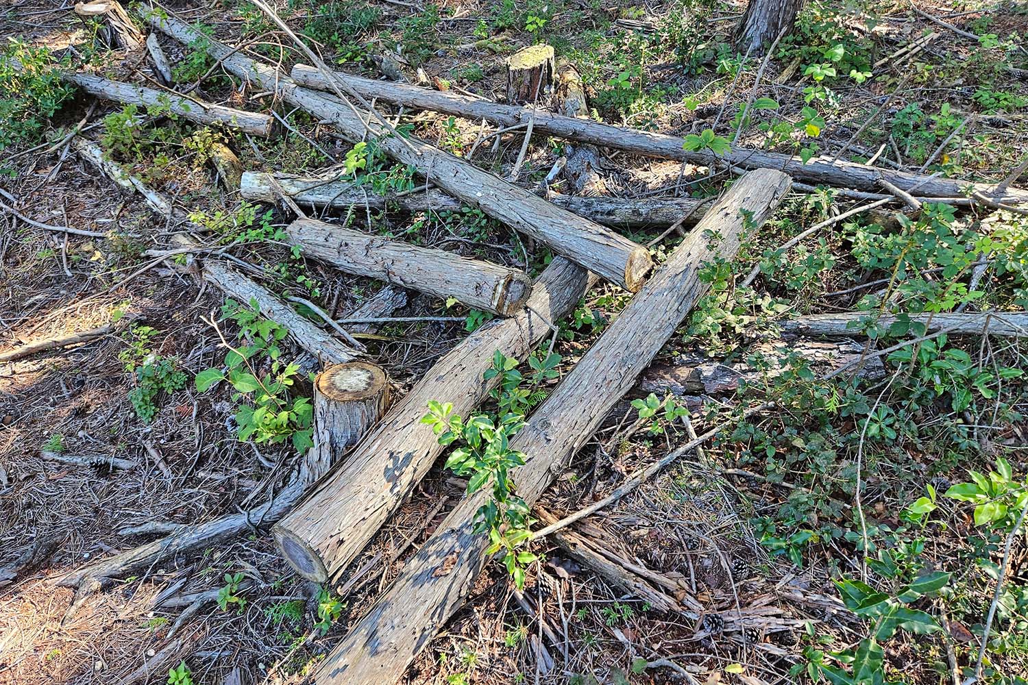 forenta_higashisirakawa2 | soto lover - ソトラバ