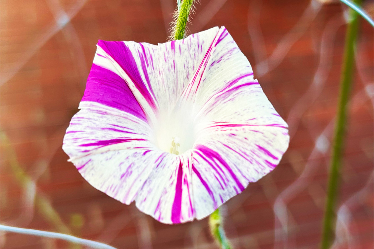 late_asagao_2 | soto lover - ソトラバ